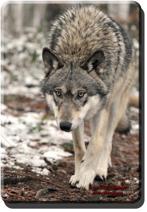 Wolfspark Werner Freund - Anlage C - Die schwedischen Wölfe