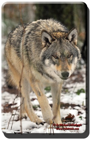 Wolfspark Werner Freund - Anlage C - Die schwedischen Wölfe